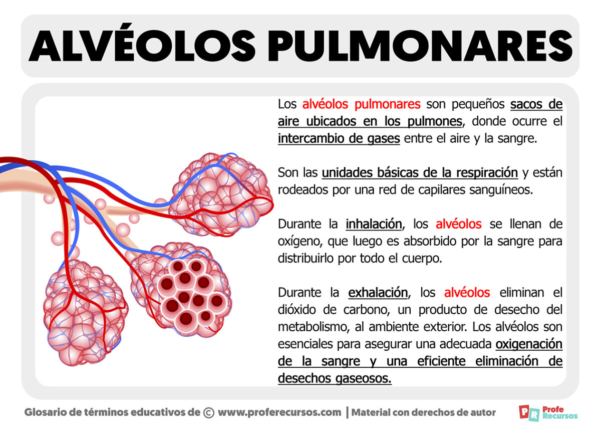 Qué son los Alvéolos Pulmonares