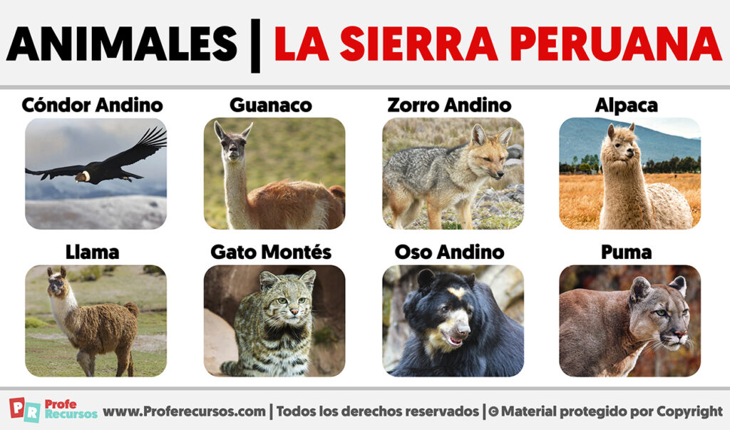 Los Animales de La Sierra Peruana