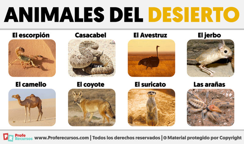 Animales del Desierto | 8 Ejemplos Reales