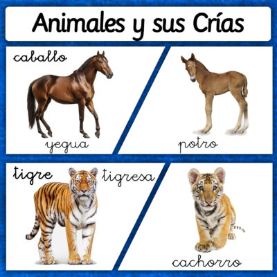 Animales y sus Pieles | Tarjetas Montessori