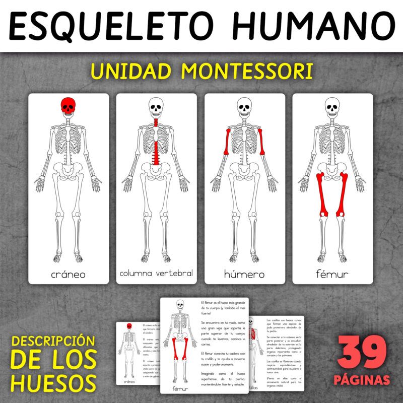 Recurso Imprimible Esqueleto Humano Montessori
