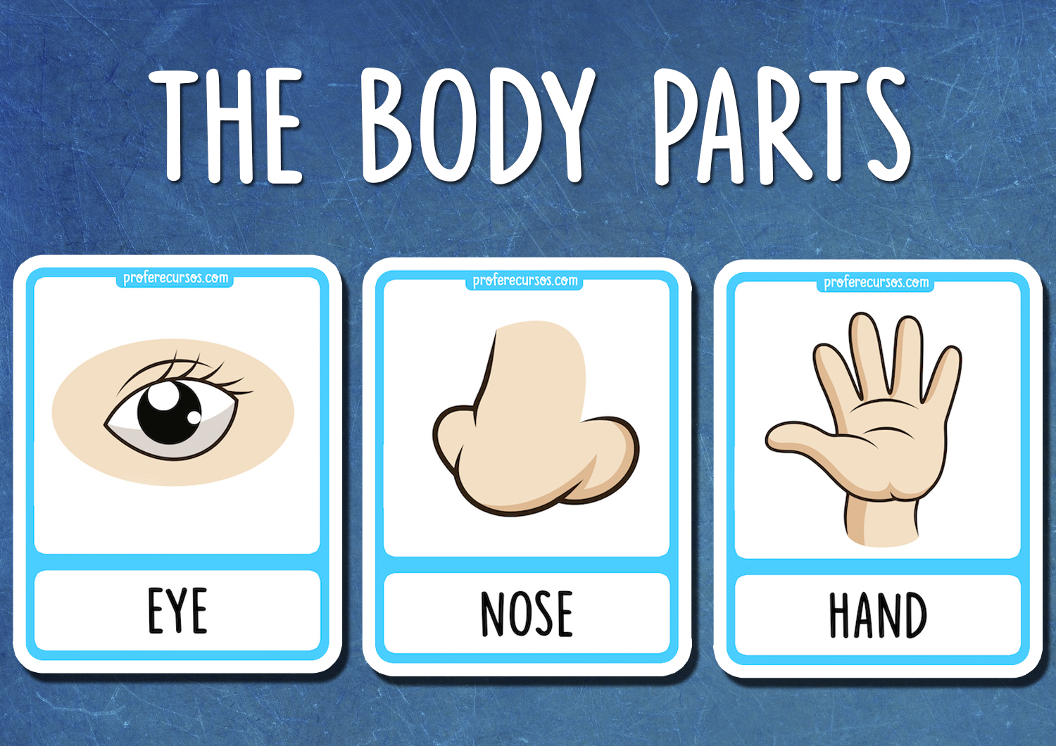 Body Parts Vocabulary Flashcards 