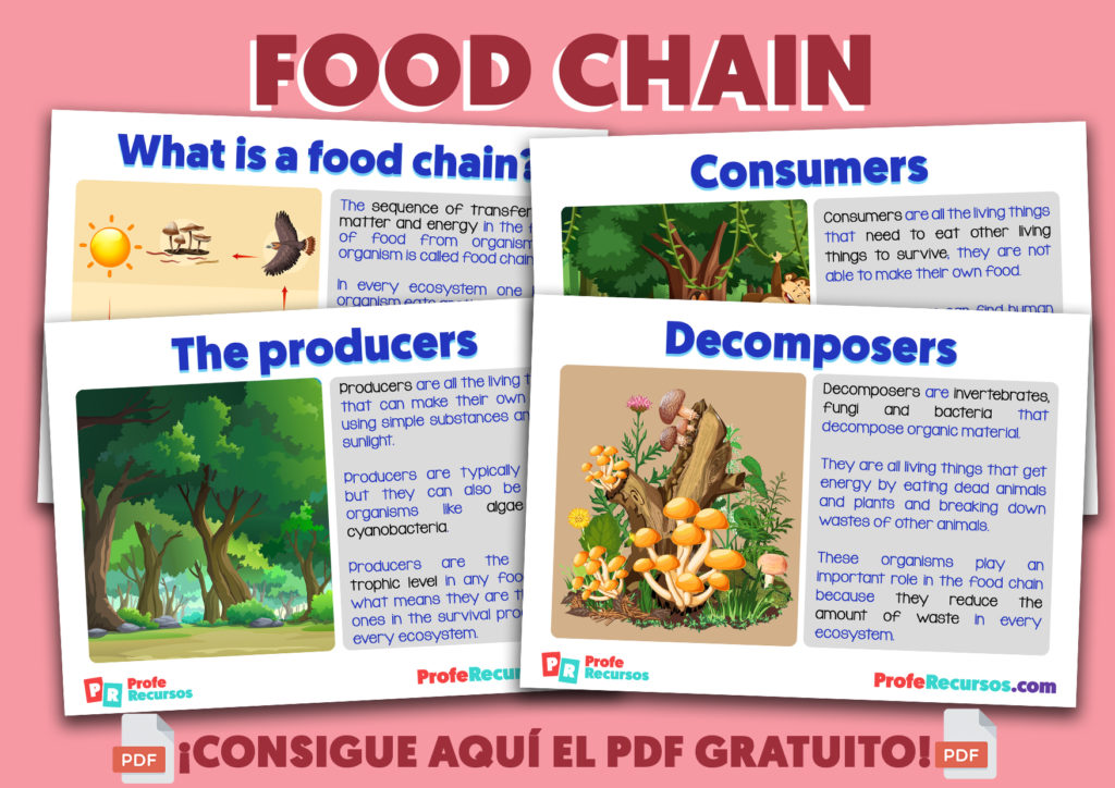 La Cadenas alimentarias en Inglés | CLIL Resources
