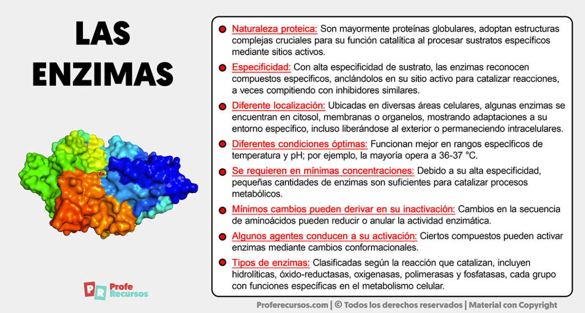 Características de las Enzimas