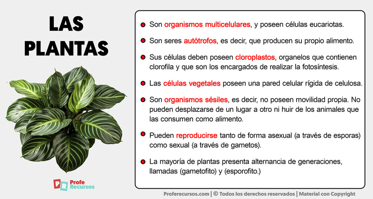 Características De Las Plantas 5787