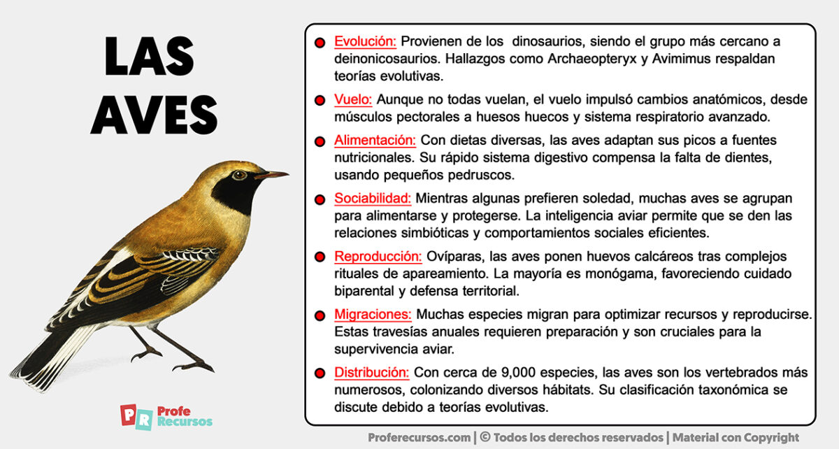Características de las Aves
