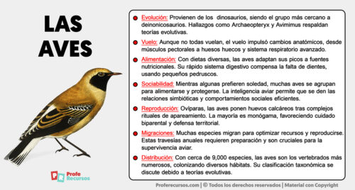 Características de las Aves