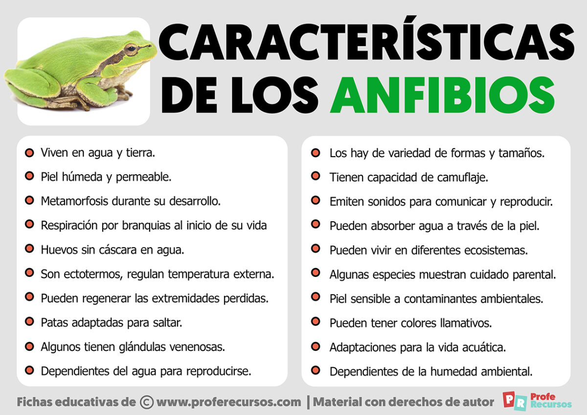 Características de los Anfibios