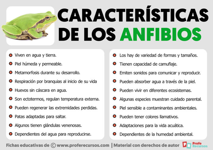 Características de los Anfibios