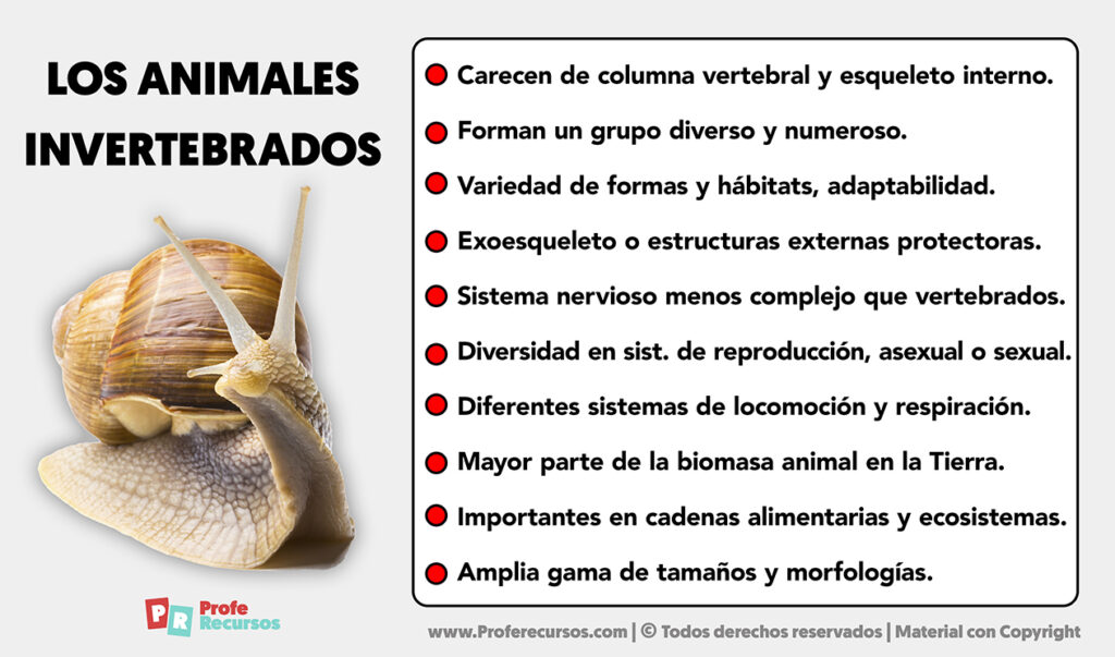 10 Animales Invertebrados _ Les Animaux Invertebrés – OSUC
