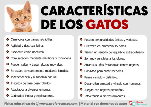 Características de los Gatos