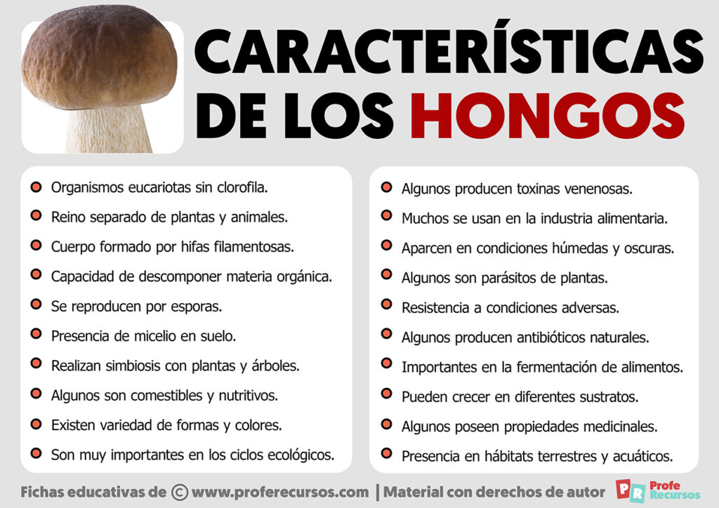 Características de los Hongos