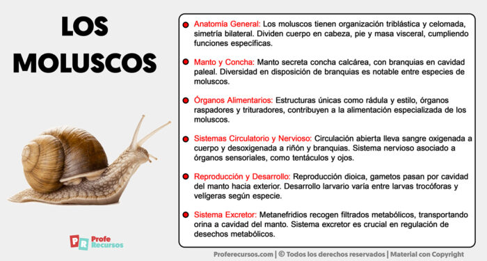 Características de los Moluscos