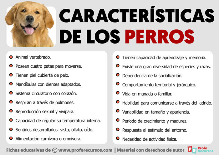 Características de los Perros