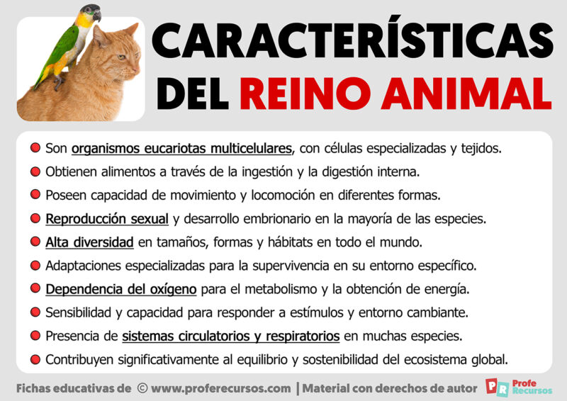 Características del Reino Animal