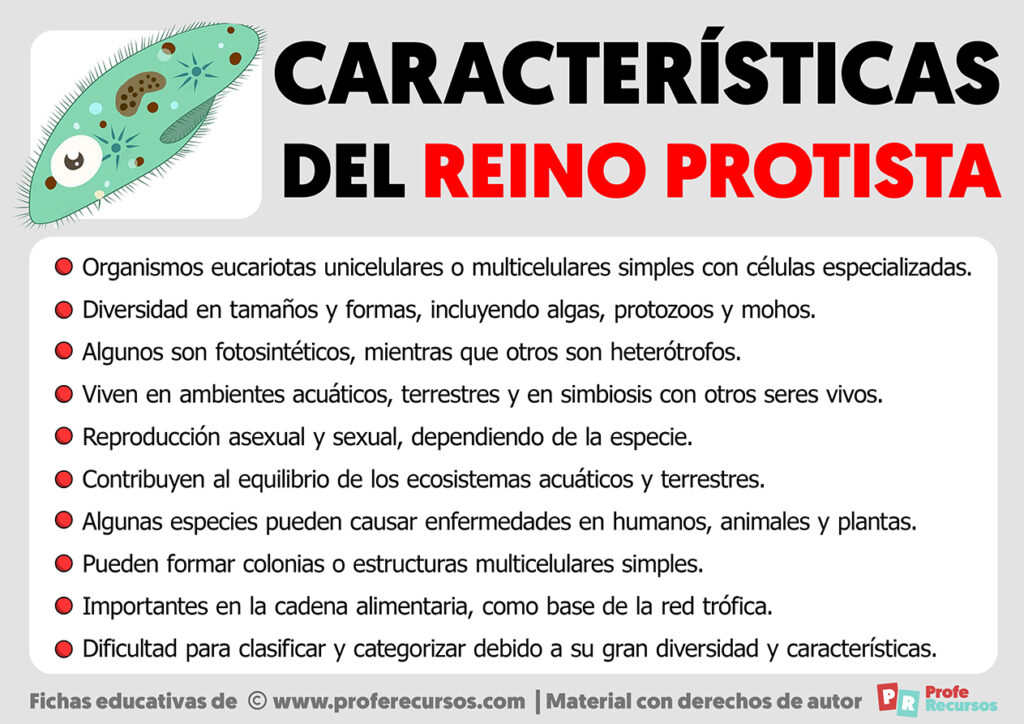 Características del Reino Protista
