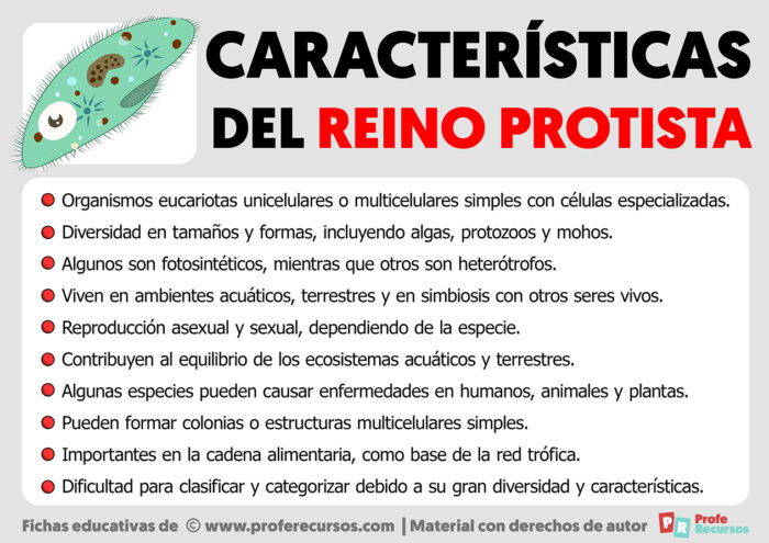 Características del Reino Protista