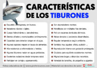 Características del Tiburón