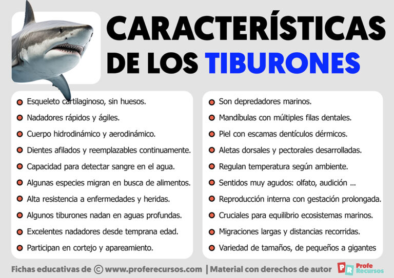 Características del Tiburón