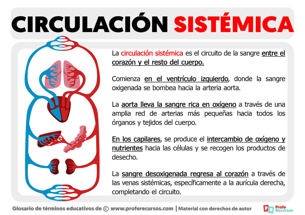 Qué es la Circulación Sistémica