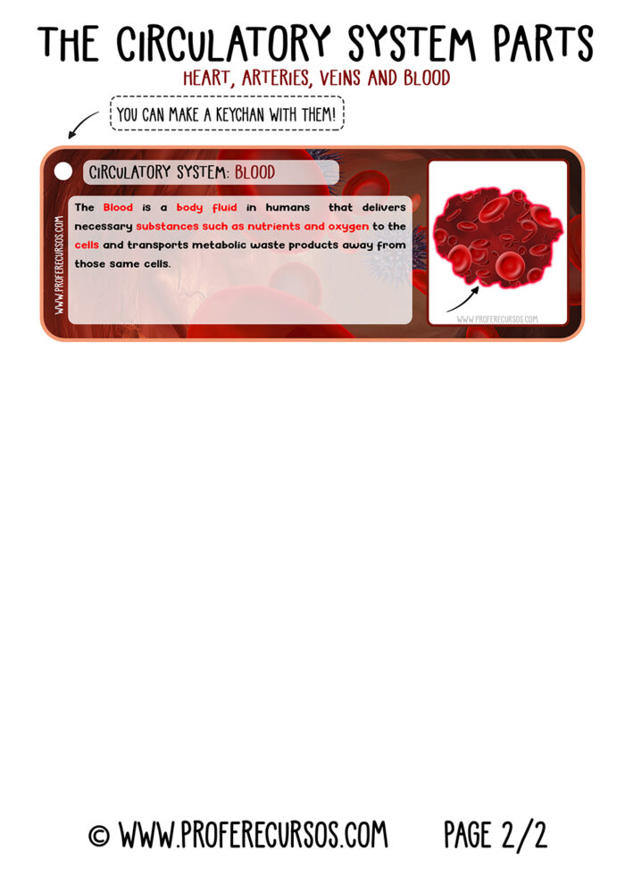 Circulatory Sistem en Inglés | Recurso Educativo Sistema Circulatorio