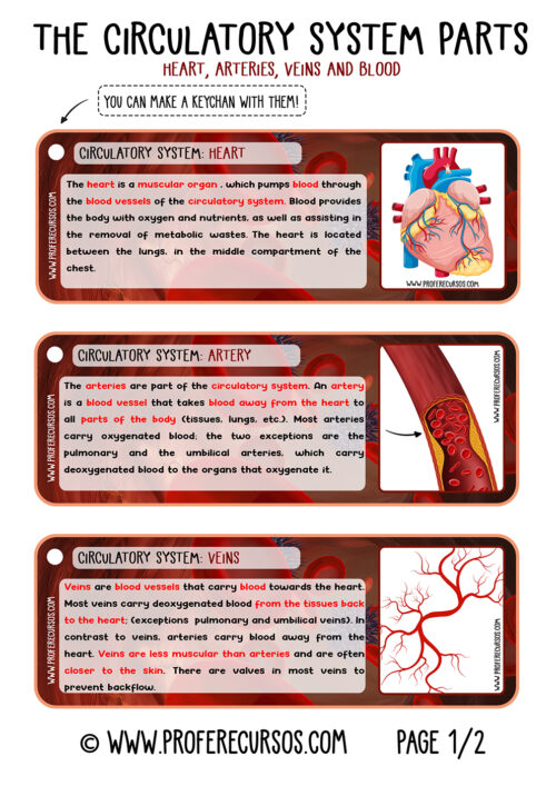 Circulatory Sistem en Inglés | Recurso Educativo Sistema Circulatorio