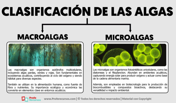Clasificación de las Algas