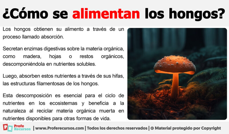 ¿Cómo se alimentan los Hongos? ¡Sorprendente pero Cierto! ¿Cómo se alimentan los Hongos? ¡Sorprendente pero Cierto!