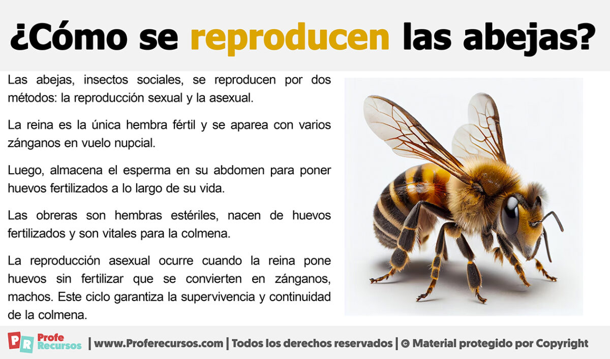 ¿Cómo se reproducen las Abejas? ¡TE LO EXPLICAMOS!