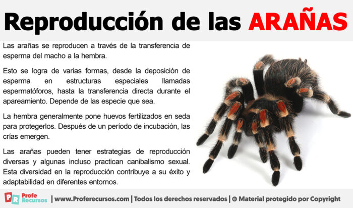 ¿Cómo se reproducen las Arañas?