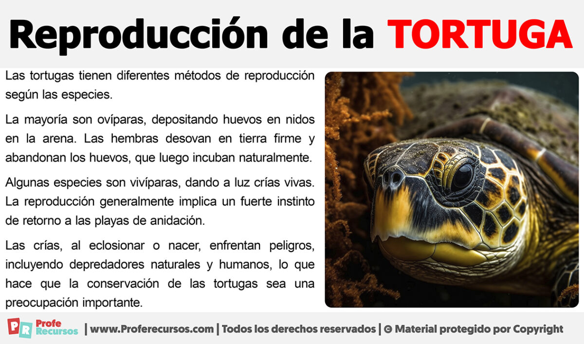 ¿Como se reproducen las Tortugas?