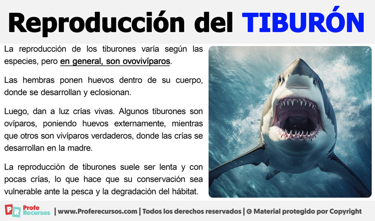 ¿Cómo se reproducen los Tiburones?
