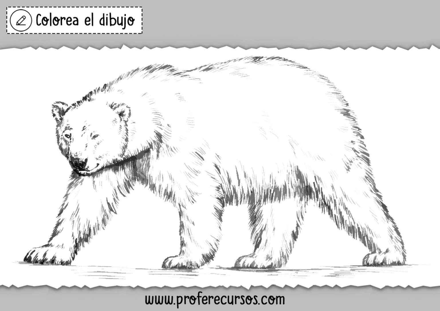 DIBUJOS de OSOS para colorear | Láminas de Osos para pintar