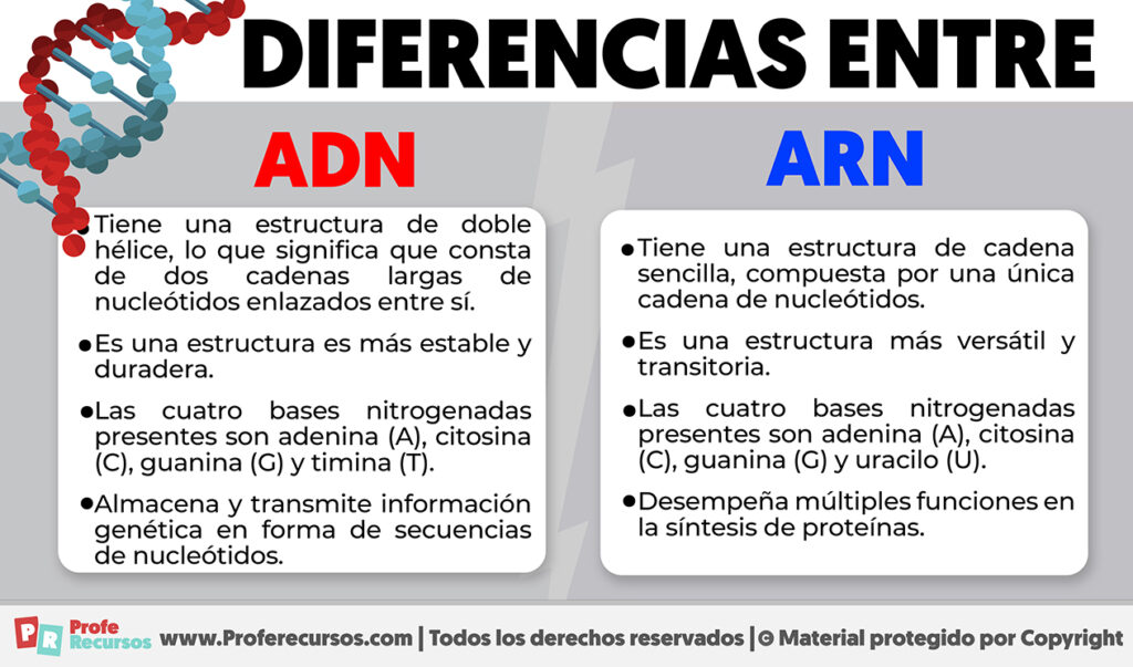 Diferencias entre ADN y ARN → [Explicadas]