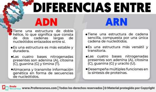 Diferencias Entre Adn Y Arn → [explicadas]