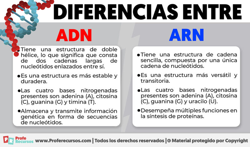 Diferencias entre ADN y ARN → [Explicadas]
