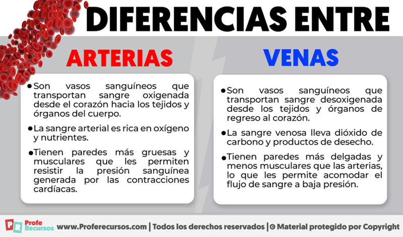 Diferencias entre Venas y Arterias → [Explicadas]