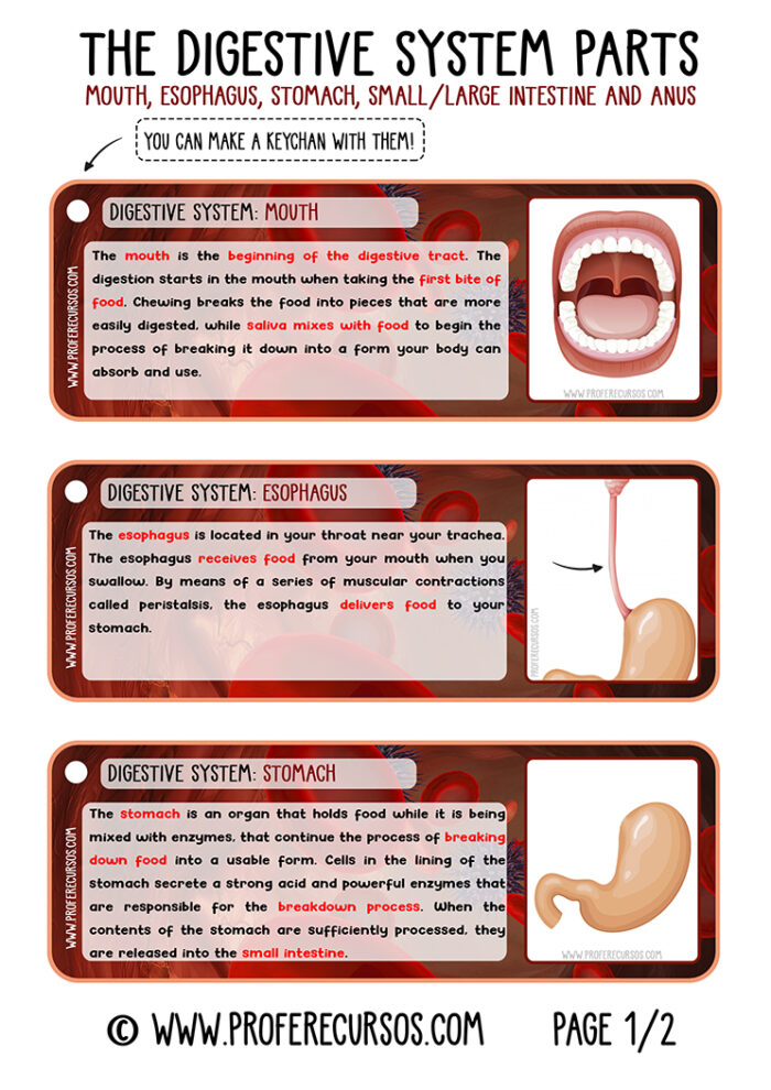 Aprender Digestive System en Inglés (Sistema Digestivo)