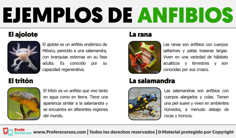 Ejemplos de Anfibios
