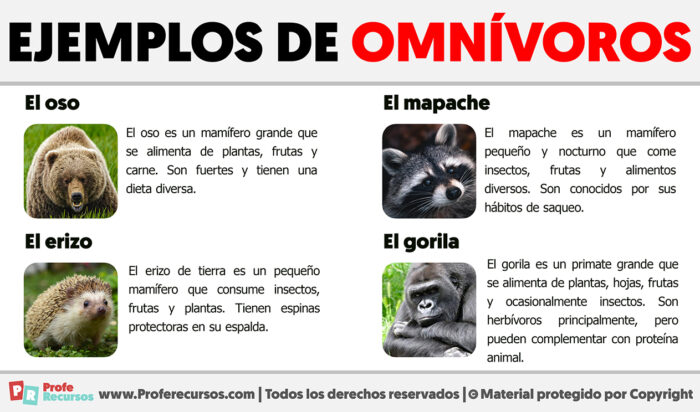 Animales Omnvoros Ejemplos Y Curiosidades