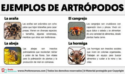 Ejemplos de Artrópodos