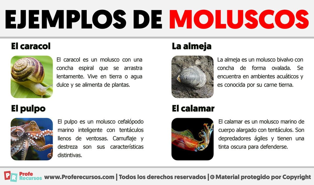 Tatuagem De Molusco Tradicional