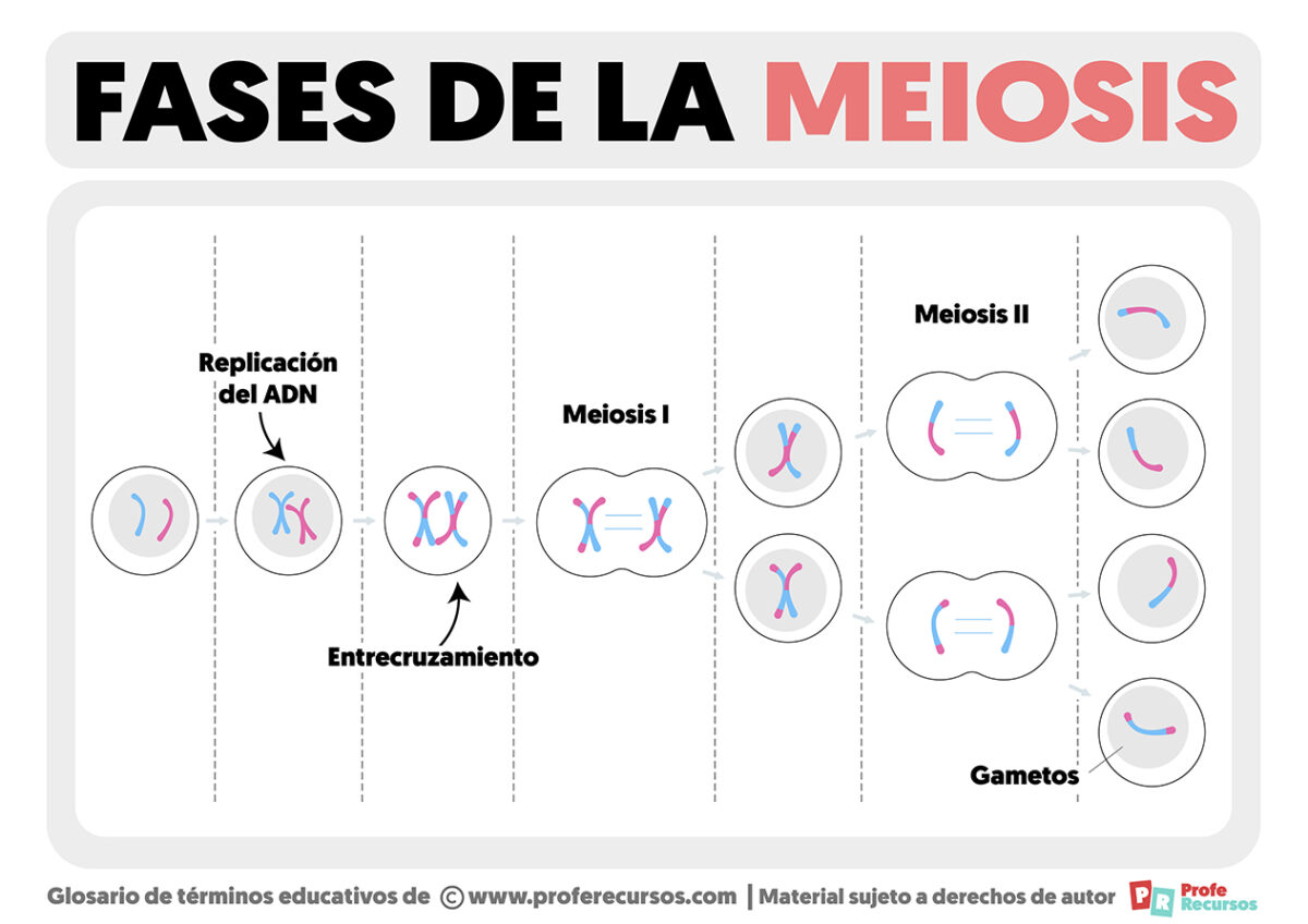 Fases de la Meiosis