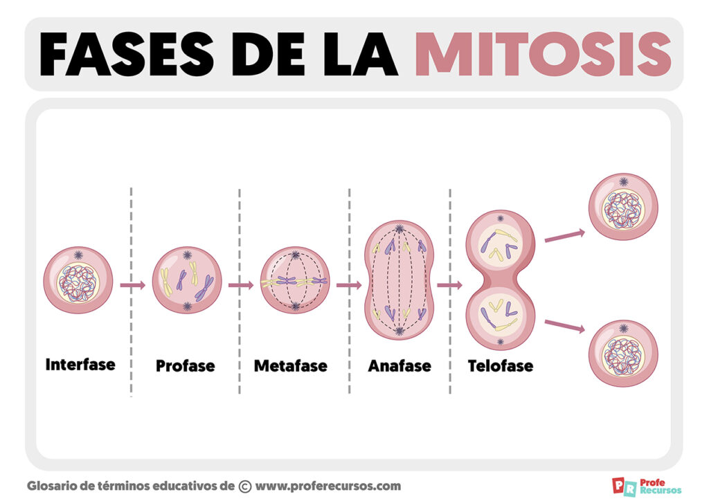 Fases de la Mitosis