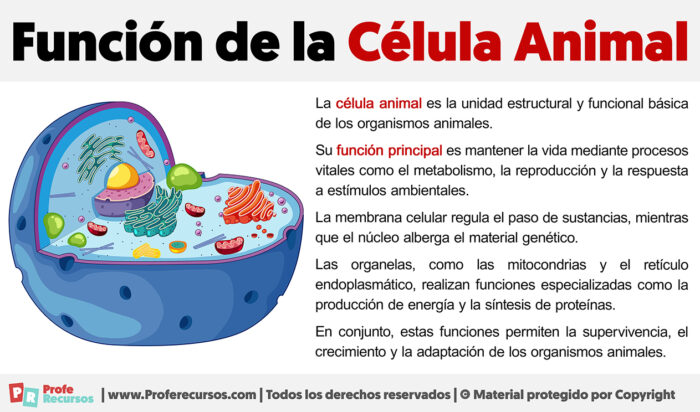 Función de la Célula Animal