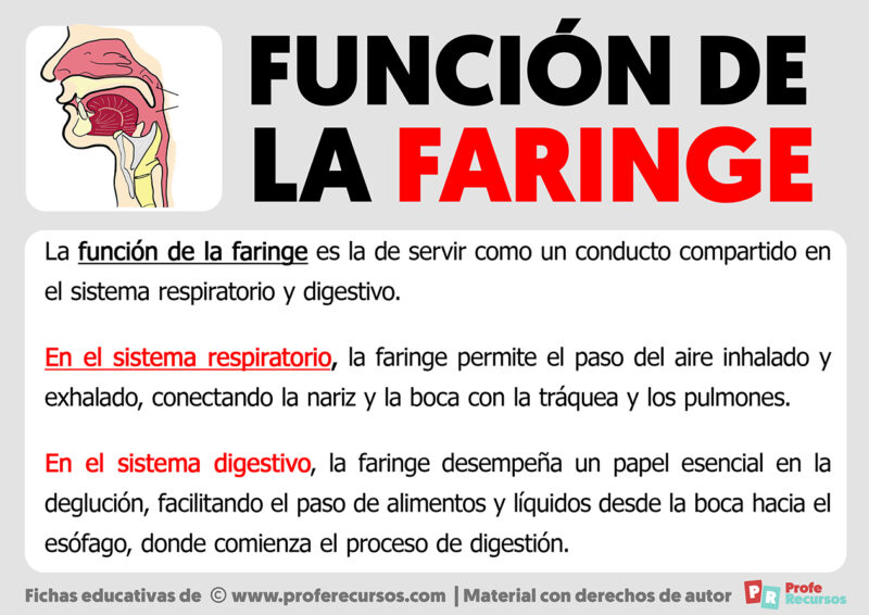 Función de la Faringe