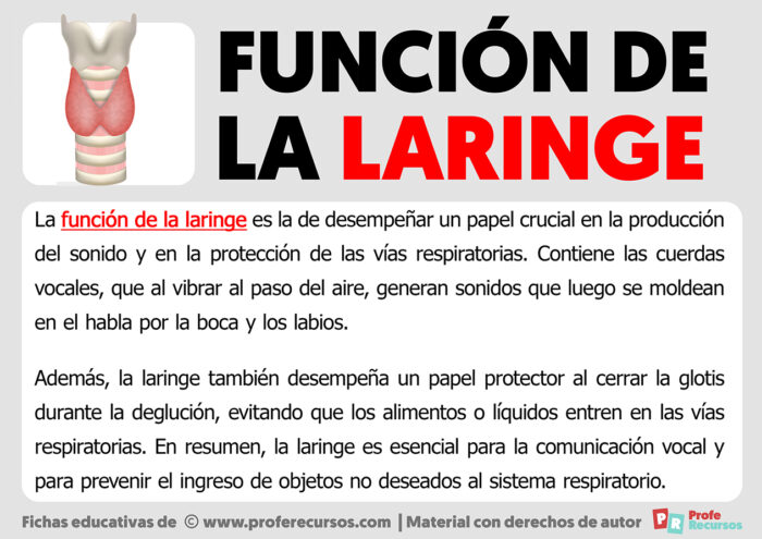 Función de la Laringe
