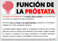 Función de la Próstata