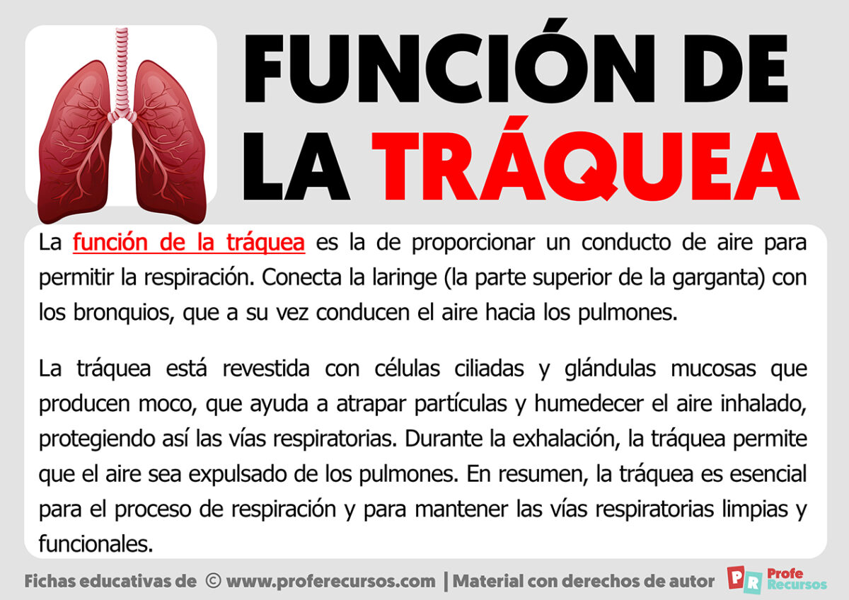 Función de la Tráquea Función de la Tráquea