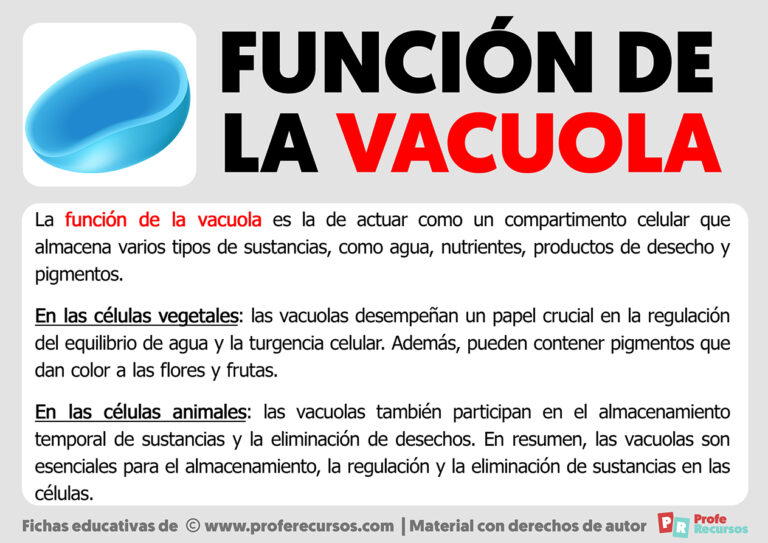 Función de la Vacuola